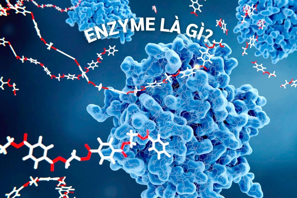 Enzyme là gì? Những thông tin bạn cần biết về Enzyme trong cơ thể